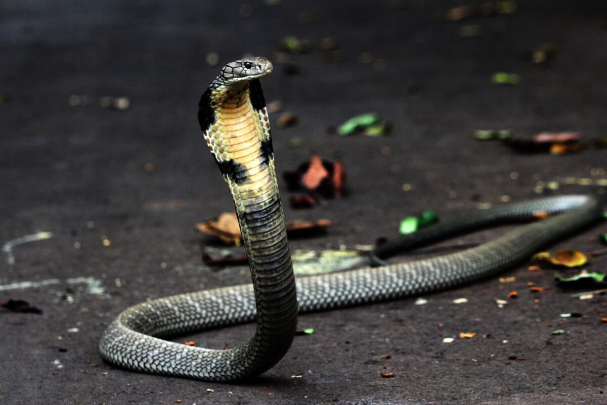 15 Largest Snakes In The World, Ranked From Biggest To Smallest