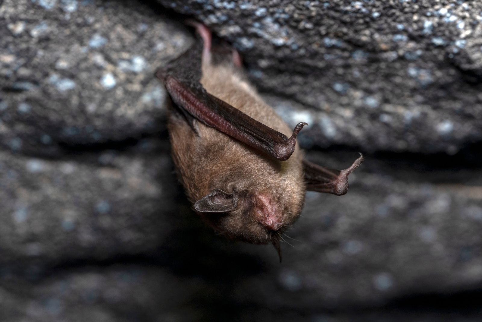 6 Unbelievably Tiny Animals That Fit In The Palm Of Your Hand