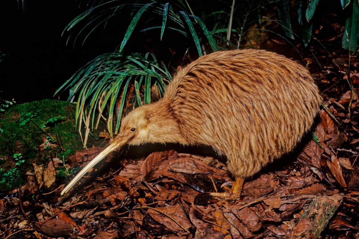 13 Endemic Animals Found In Just One Corner Of The World