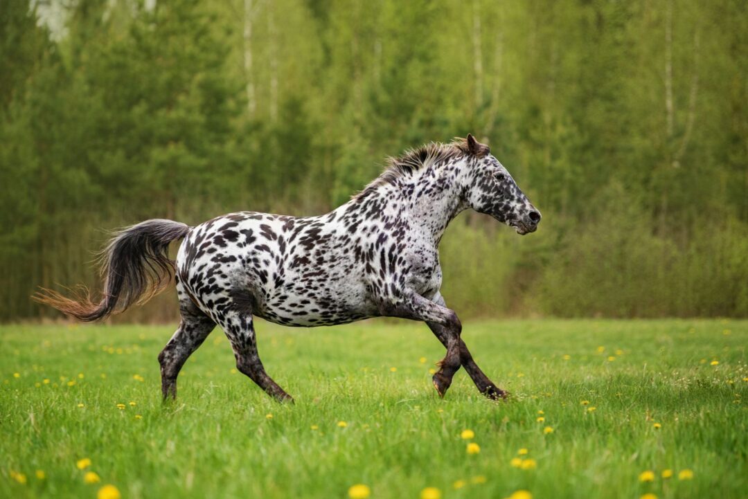 17 Exceptionally Rare Horses You’ve Probably Never Seen