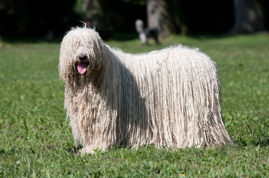 26 Small Curly-Haired Dogs You’ll Want To Cuddle All Day Long
