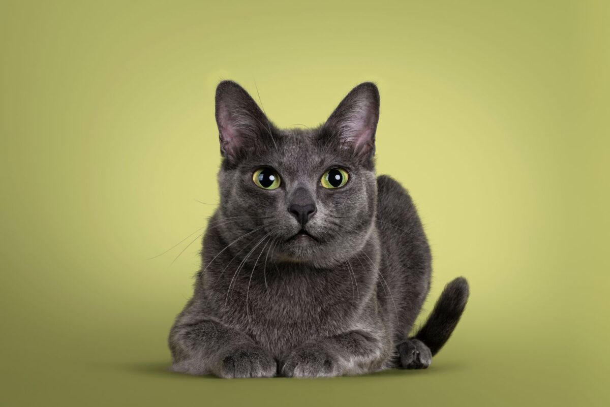 13 Cat Breeds With Stunning Blue Fur That Will Captivate You
