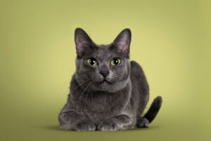 13 Cat Breeds With Stunning Blue Fur That Will Captivate You