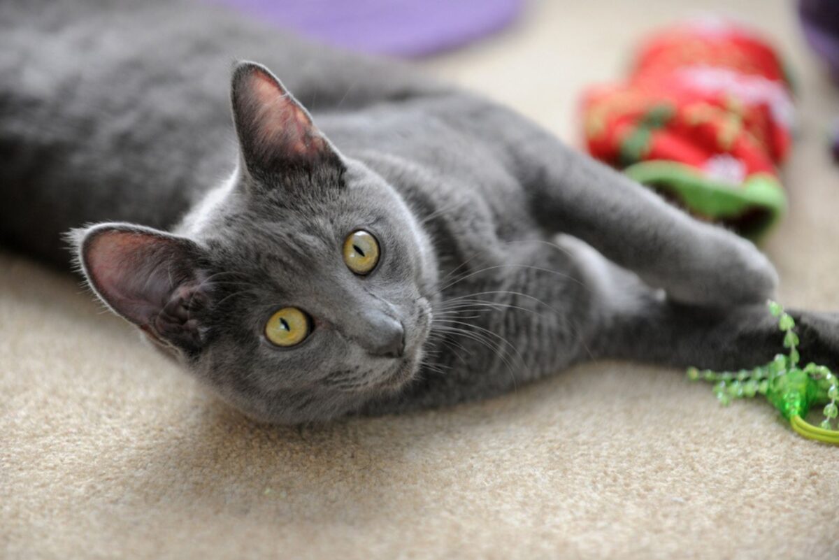 TOP 10 Beautiful Gray Cats With Green Eyes