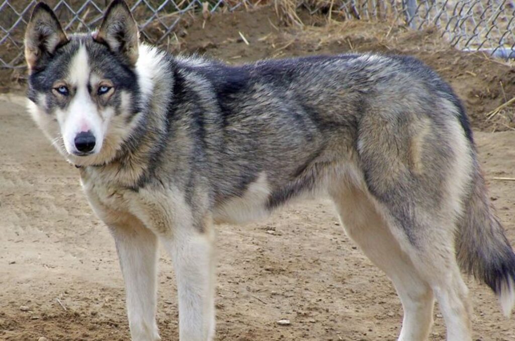 14 Dog Breeds That Resemble Coyotes In Both Looks And Spirit