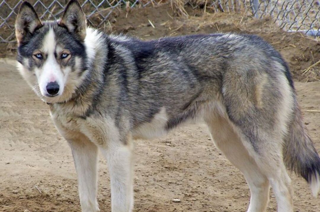 14 Dog Breeds That Resemble Coyotes In Both Looks And Spirit