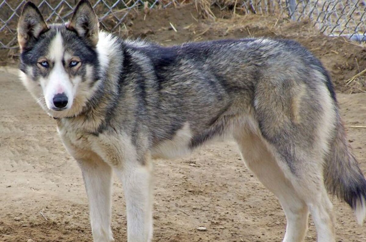 14 Dog Breeds That Resemble Coyotes In Both Looks And Spirit
