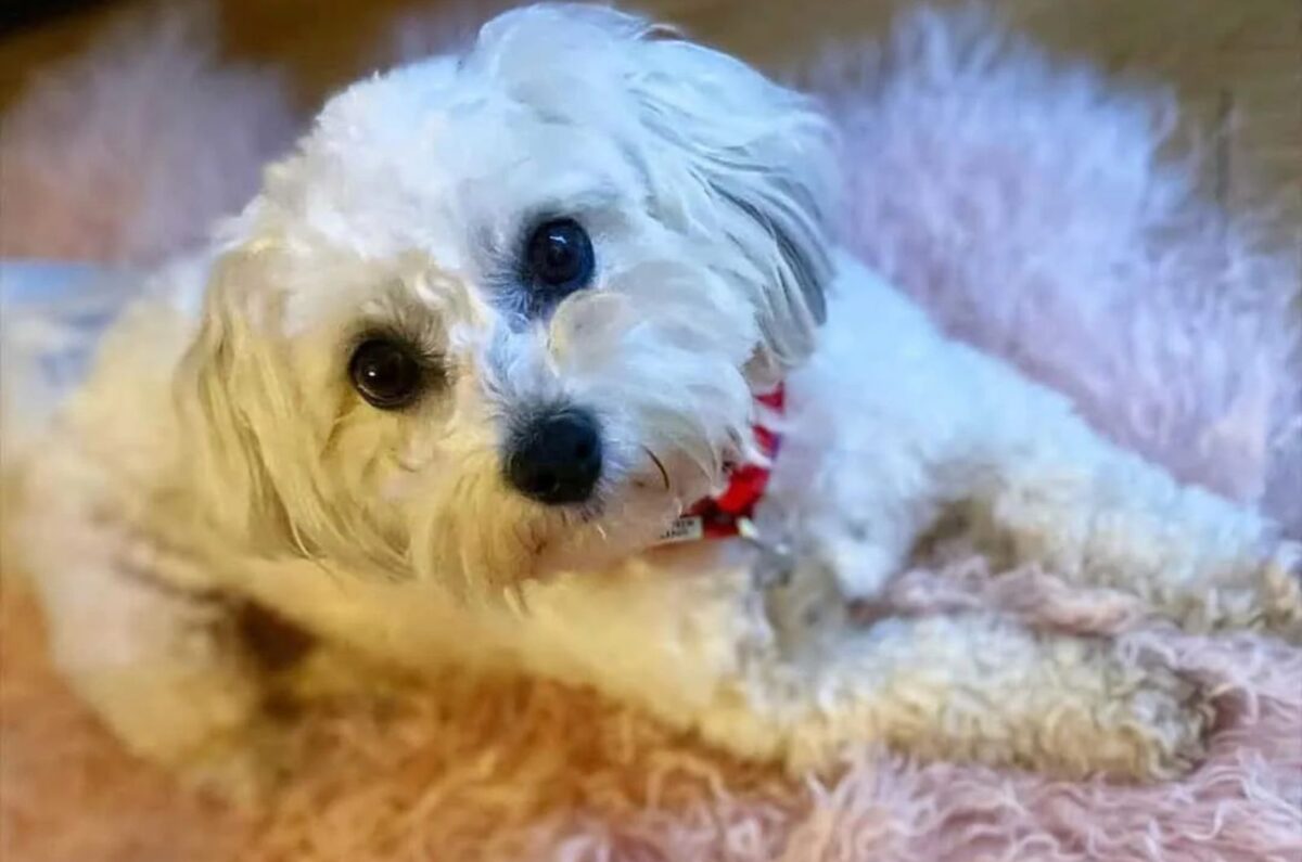 Top 10 Lhasa Apso Mixes You’ve Got To See To Believe