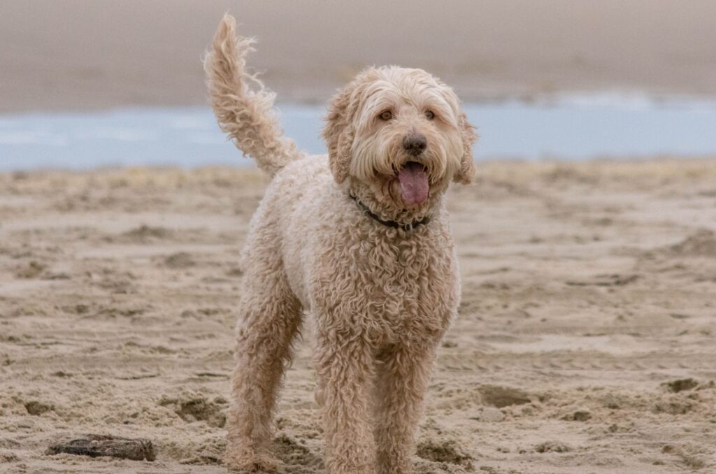 26 Small Curly-Haired Dogs You’ll Want To Cuddle All Day Long