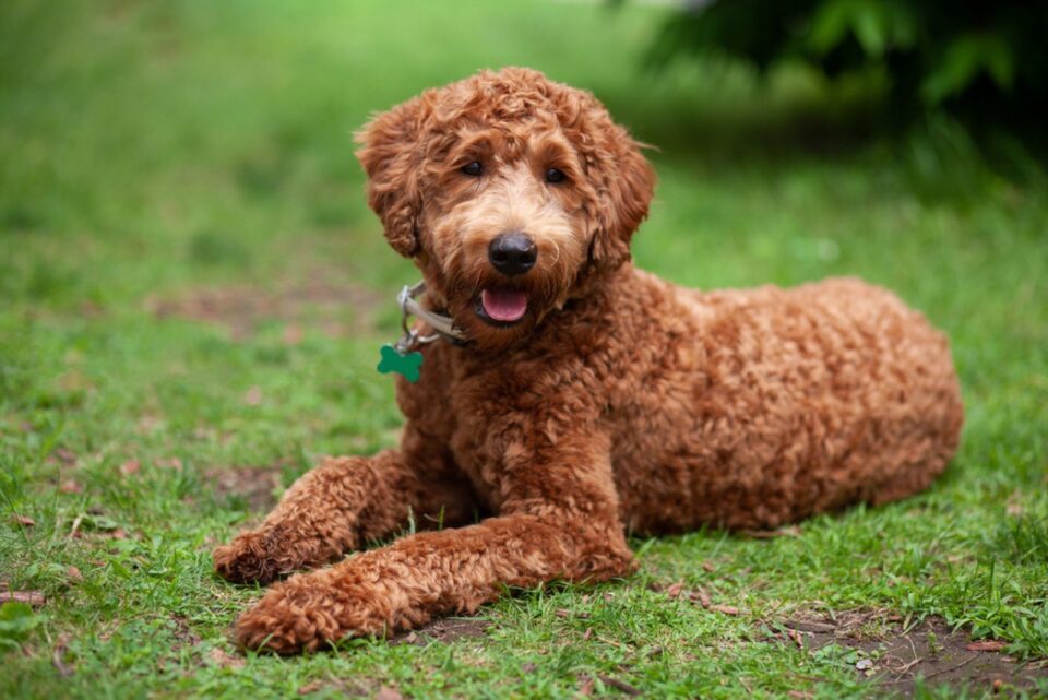 16 Smartest And Cutest Doodle Breeds For Every Type Of Owner