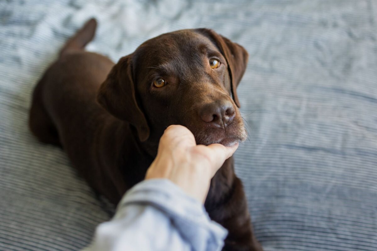 16 Most Affectionate Dog Breeds That Will Melt Your Heart