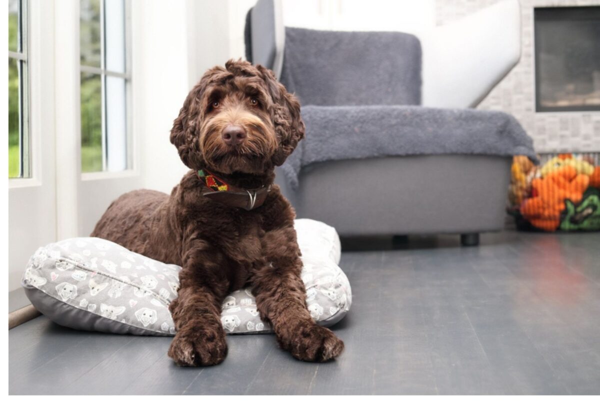 14 Most Charming Poodle Mixes You’ll Want To Bring Home