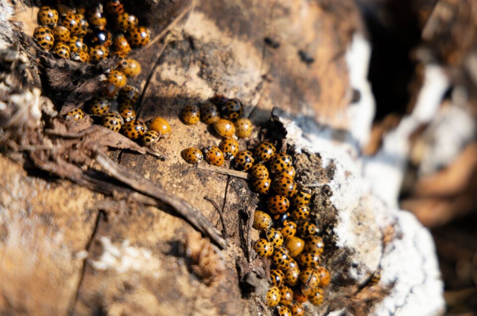 21 Surprising Animals That Hibernate The Longest