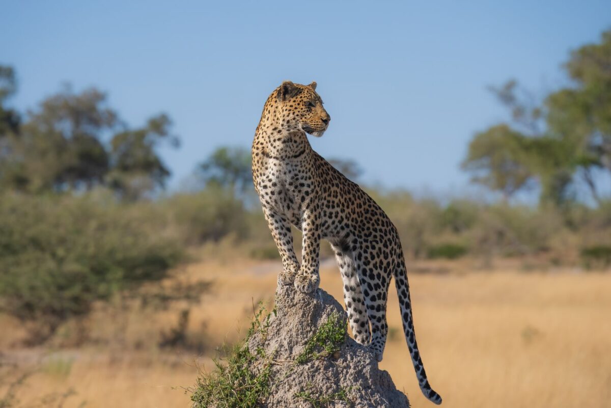 10 Animals Whose Patterns And Colors Make Them Stand Out