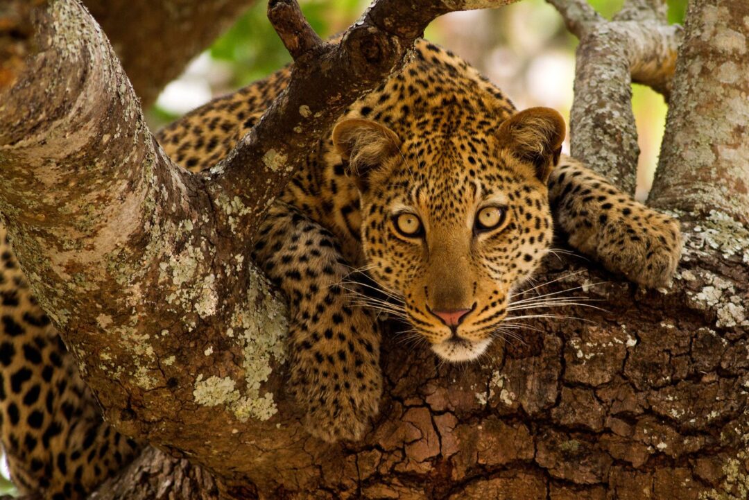 9 Of Nature’s Sneakiest Predators Whose Attacks Are An Art Of Ambush