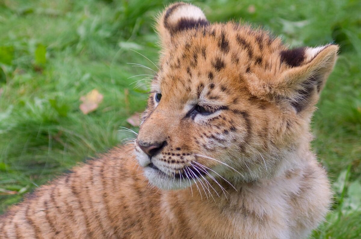 17 Hybrid Animals You Have To See To Believe