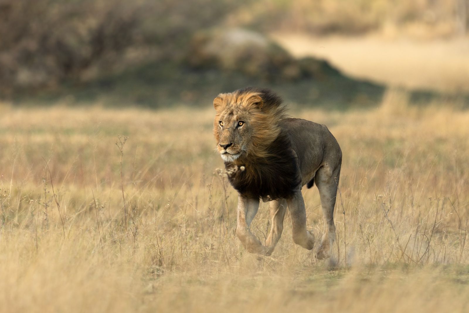 9 Of Nature’s Sneakiest Predators Whose Attacks Are An Art Of Ambush