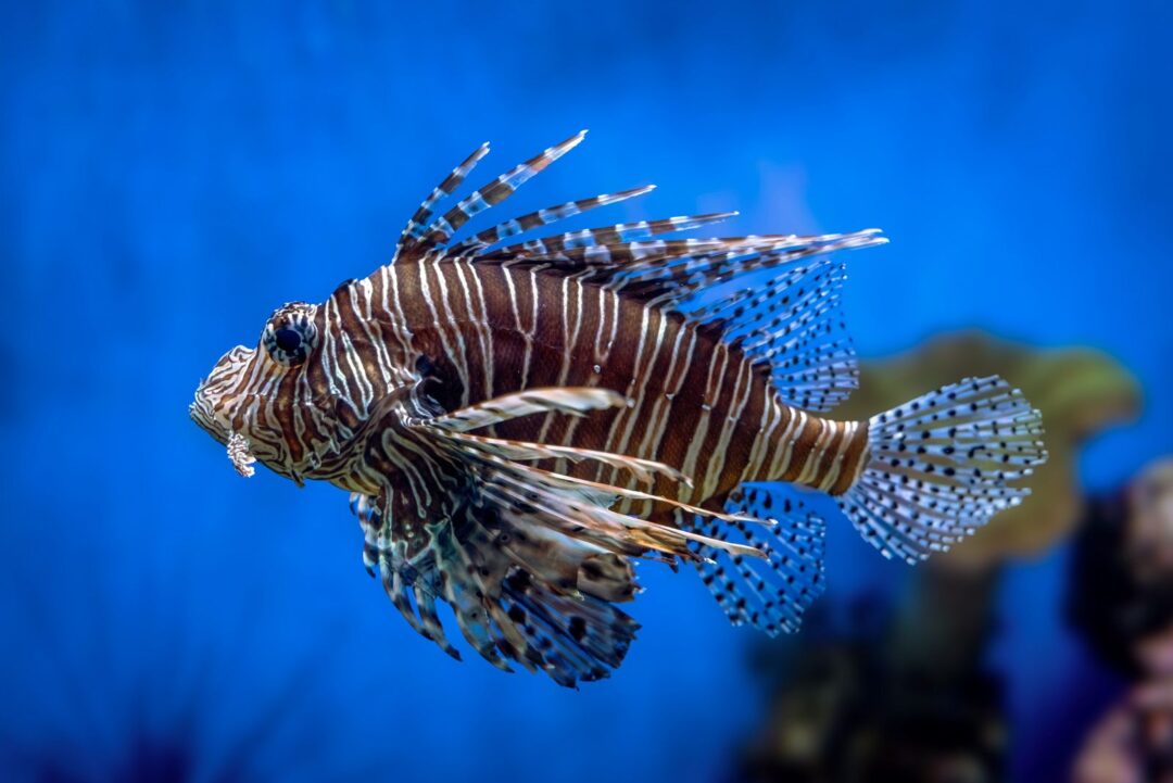 10 Animals Whose Patterns And Colors Make Them Stand Out