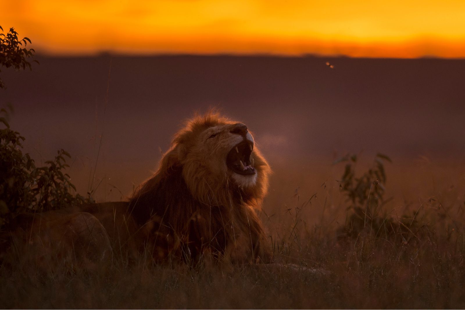 8 Loud Animals You Can Hear From Miles Away