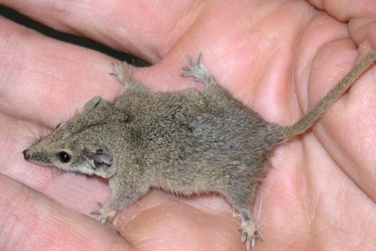 15 Tiniest Animals You Won’t Believe Are This Small