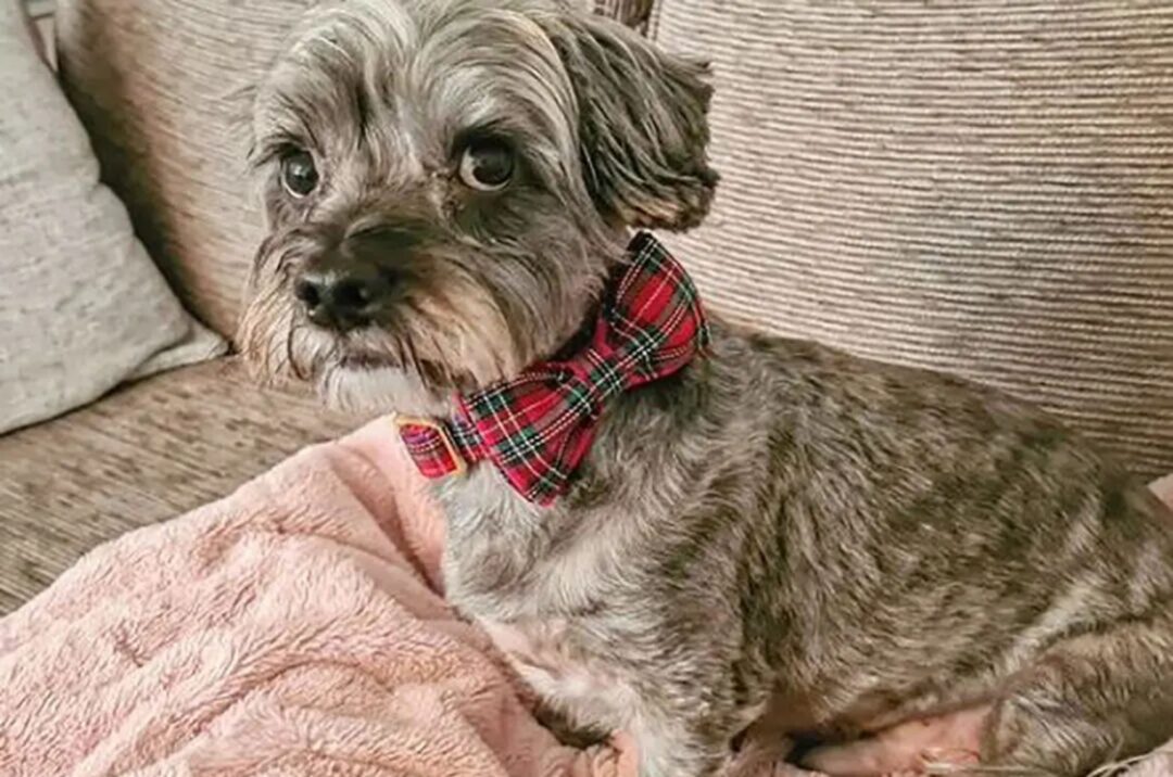 22 Stunning Yorkie Mixes That Will Capture Your Attention And Your Heart