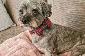 22 Stunning Yorkie Mixes That Will Capture Your Attention And Your Heart