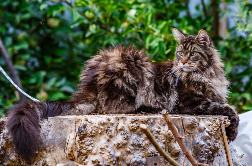 14 Cat Breeds With Surprisingly Big Heads