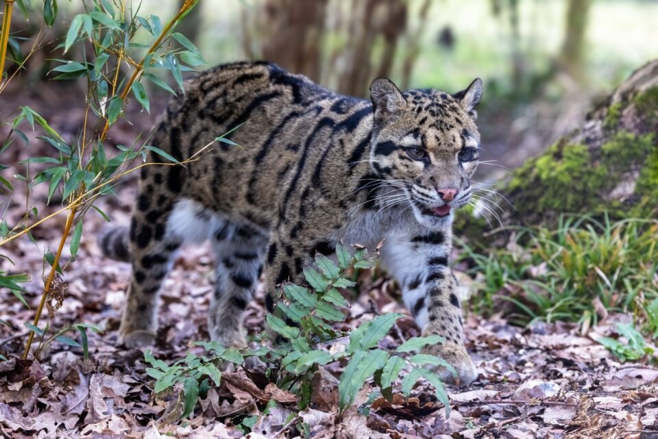 37 Incredible Wild Cat Breeds From Around The World