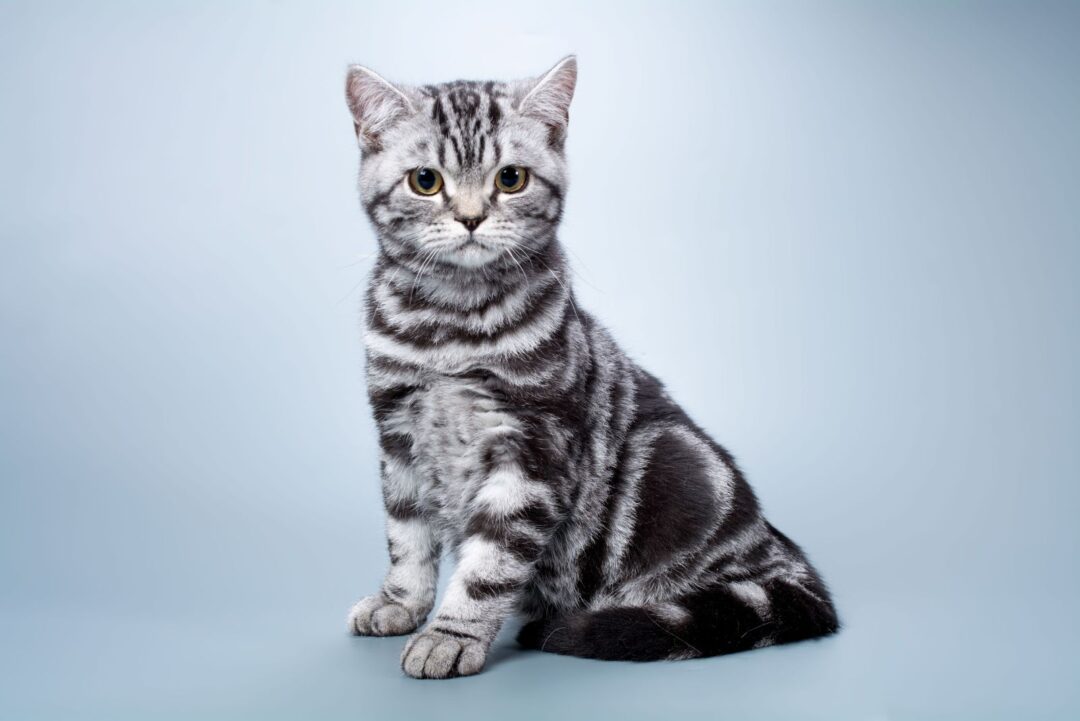 13 Most Unique Cat Coat Patterns You Will Have A Hard Time Believing ...