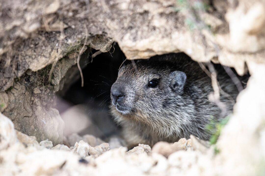 17 Animals With The Longest Hibernation Periods