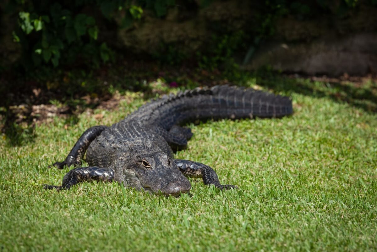 9 US States Where You Can Legally Own An Alligator As A Pet
