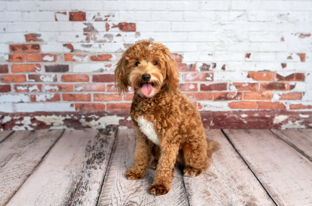 15 Important Things You Should Know About The Mini Goldendoodle