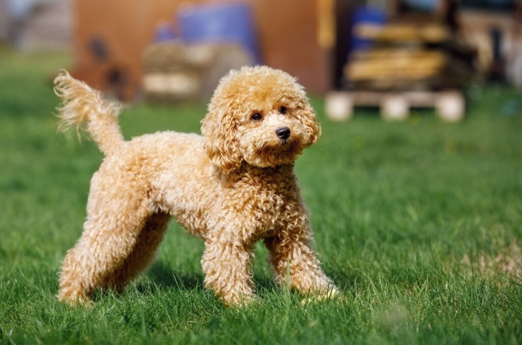 26 Small Curly-Haired Dogs You’ll Want To Cuddle All Day Long