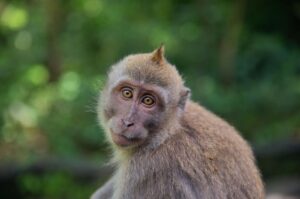 14 Wild Creatures With Unexpectedly Sweet Personalities