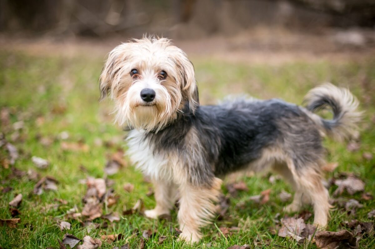 22 Stunning Yorkie Mixes That Will Capture Your Attention And Your Heart