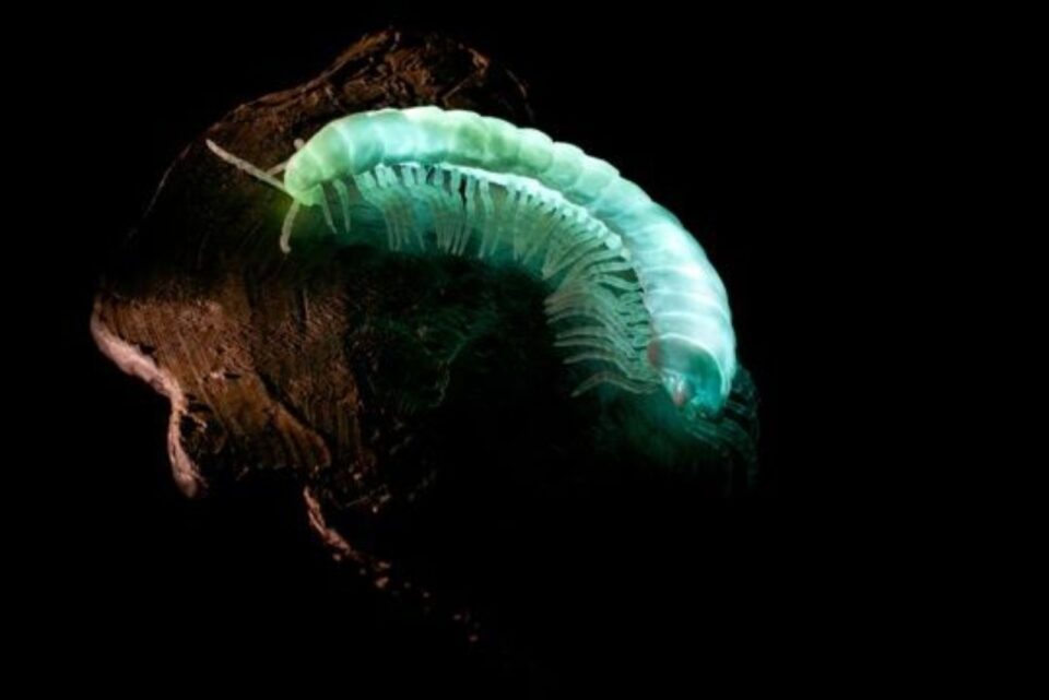 12 Glowing Animals You Won’t Believe Exist