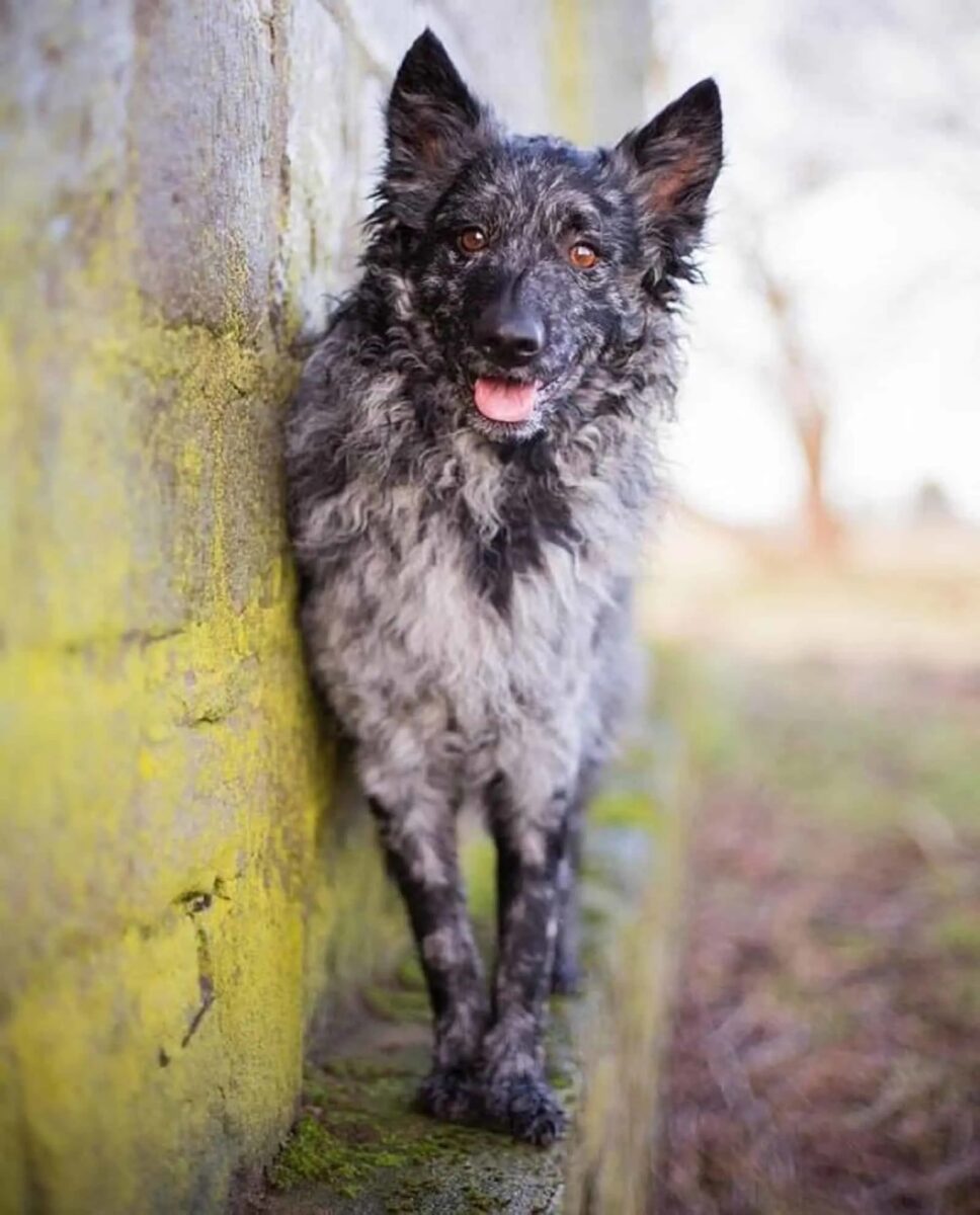 14 Gorgeous New AKC Dog Breeds That Will Amaze You