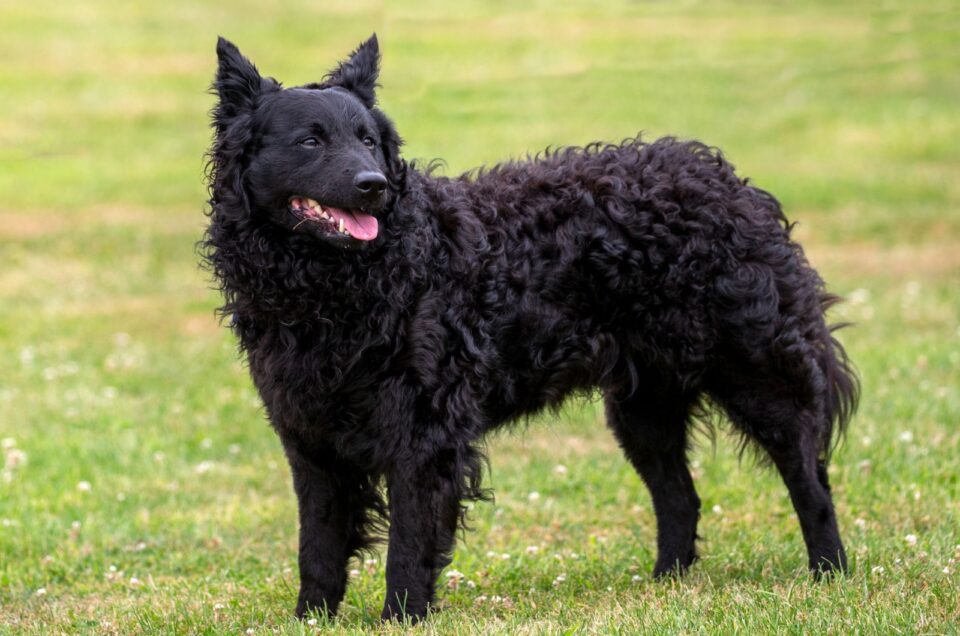 12 New AKC Dog Breeds That Will Leave You Breathless