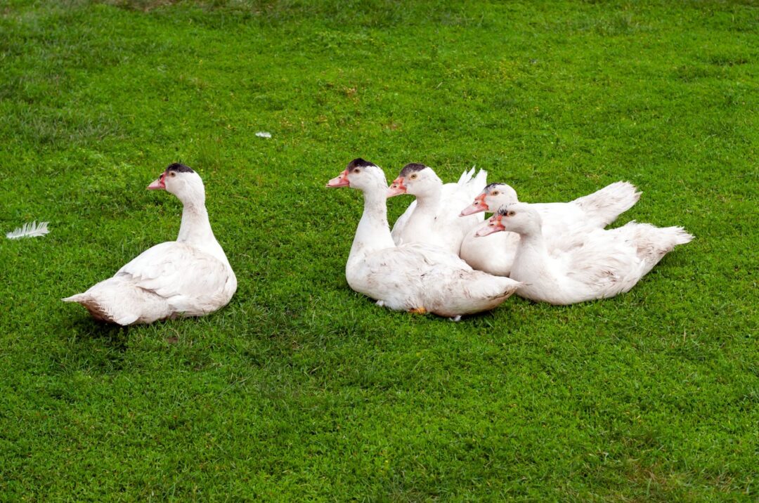 17 Hybrid Animals You Have To See To Believe