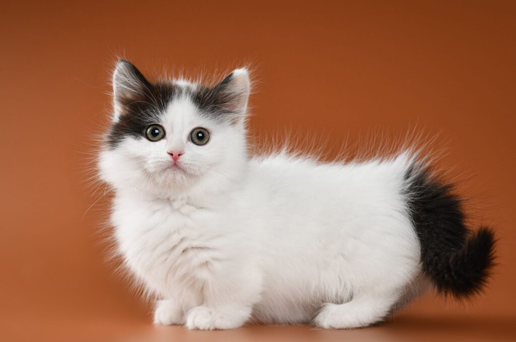 18 Cat Breeds With Weirdly Small Heads