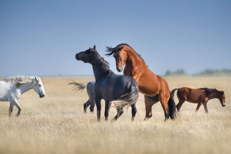 9 Cheapest Horses To Keep As Pets And Why They’re Perfect For You
