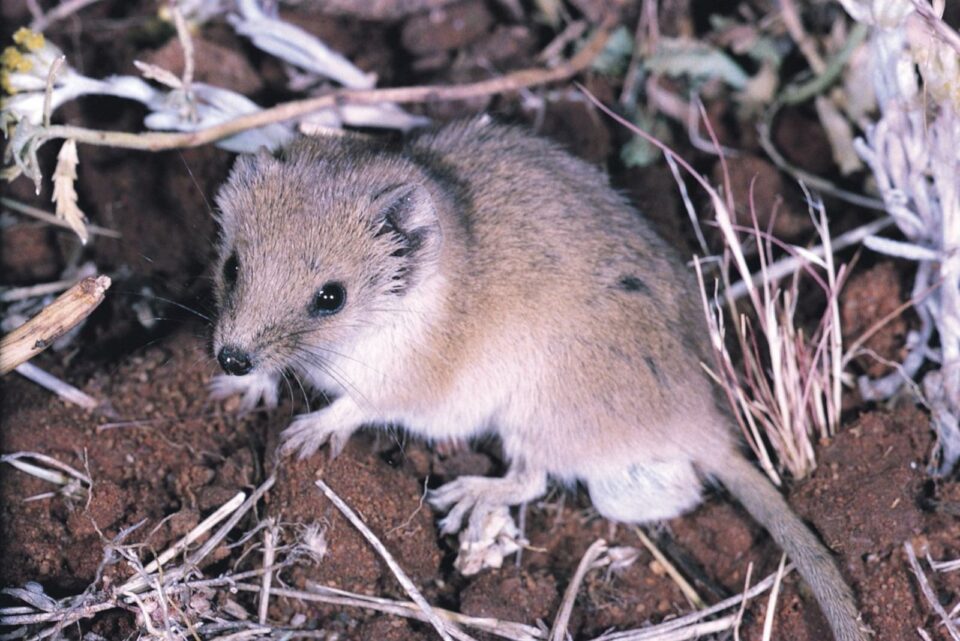 15 Tiniest Animals You Won’t Believe Are This Small