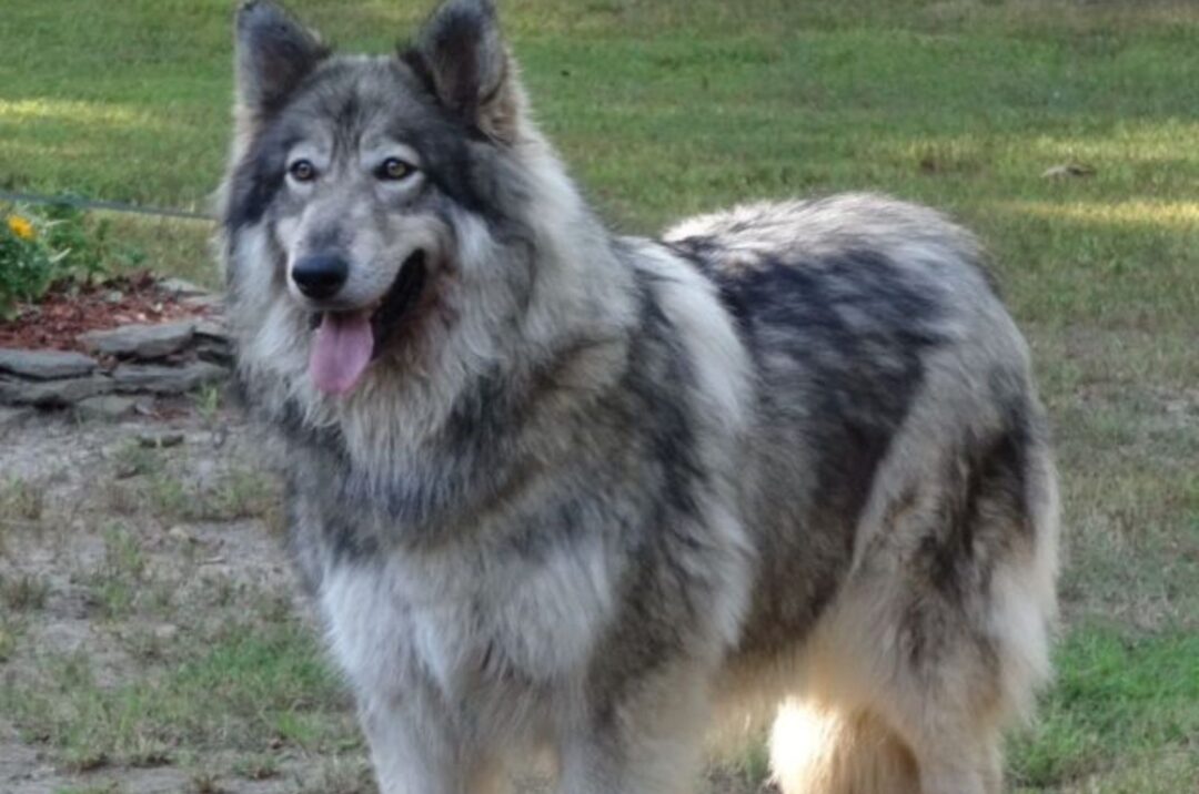 15 Remarkable Newfoundland Mixes That Will Steal Your Heart