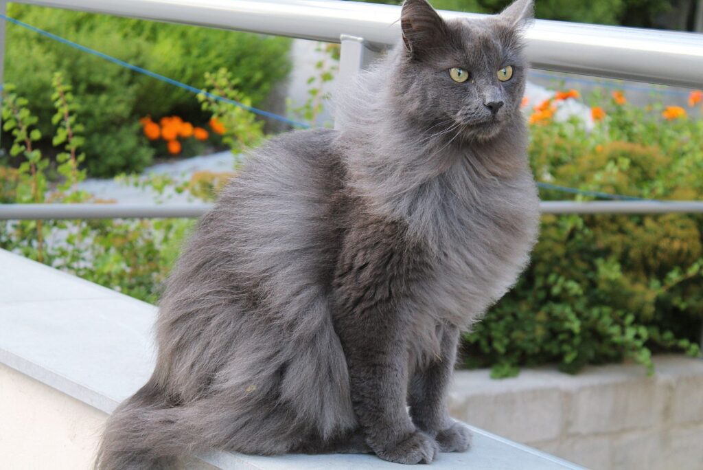 13 Cat Breeds With Stunning Blue Fur That Will Captivate You