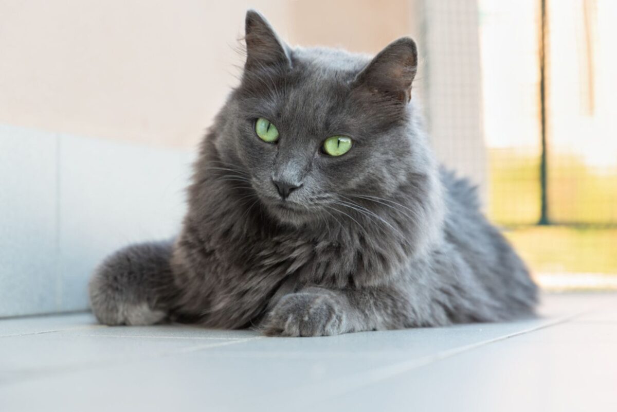 TOP 10 Beautiful Gray Cats With Green Eyes