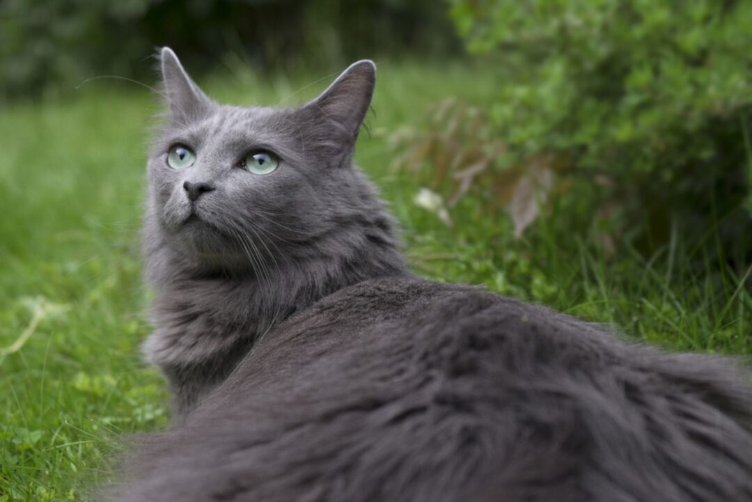 Top 13 Big Nose Cat Breeds With Even Bigger Personalities