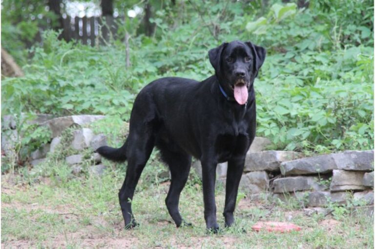15 Remarkable Newfoundland Mixes That Will Steal Your Heart