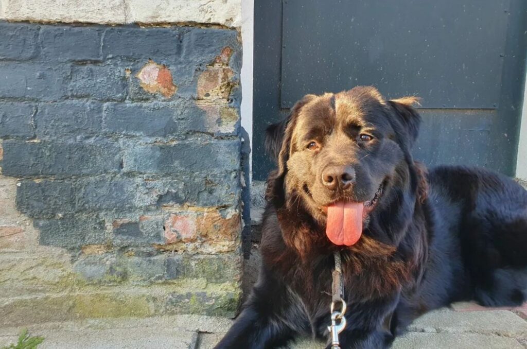 15 Remarkable Newfoundland Mixes That Will Steal Your Heart