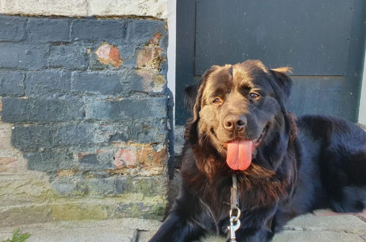 15 Remarkable Newfoundland Mixes That Will Steal Your Heart