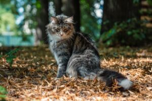 14 Cat Breeds With Surprisingly Big Heads